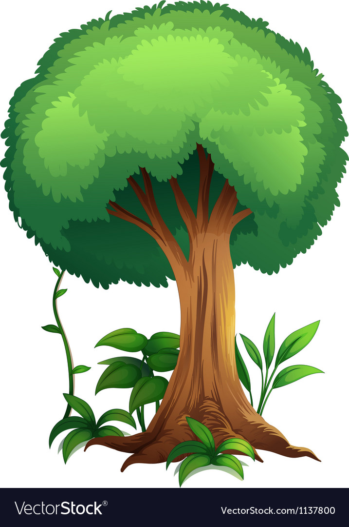 A tree Royalty Free Vector Image - VectorStock