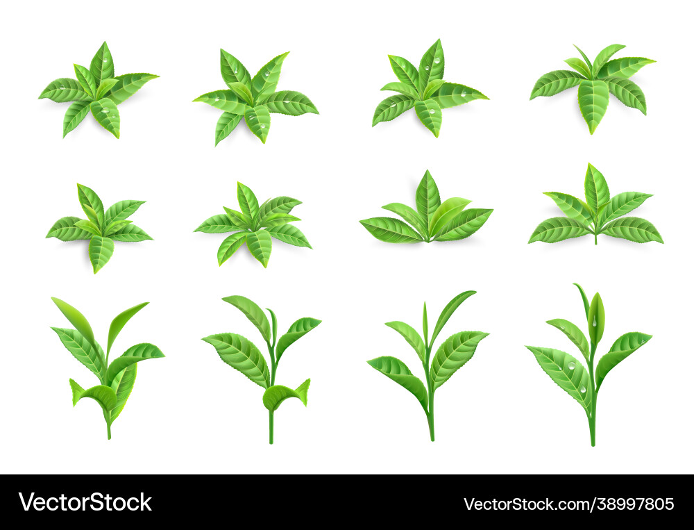Tea leaves realistic green tree foliage branches Vector Image