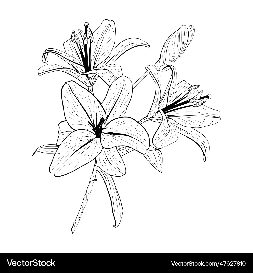 Lily flowers bouquet Royalty Free Vector Image
