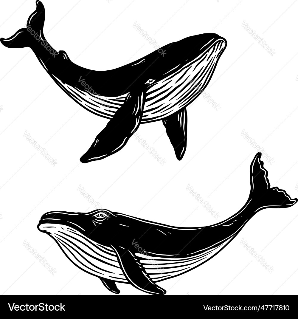 Whale design element for poster card banner Vector Image