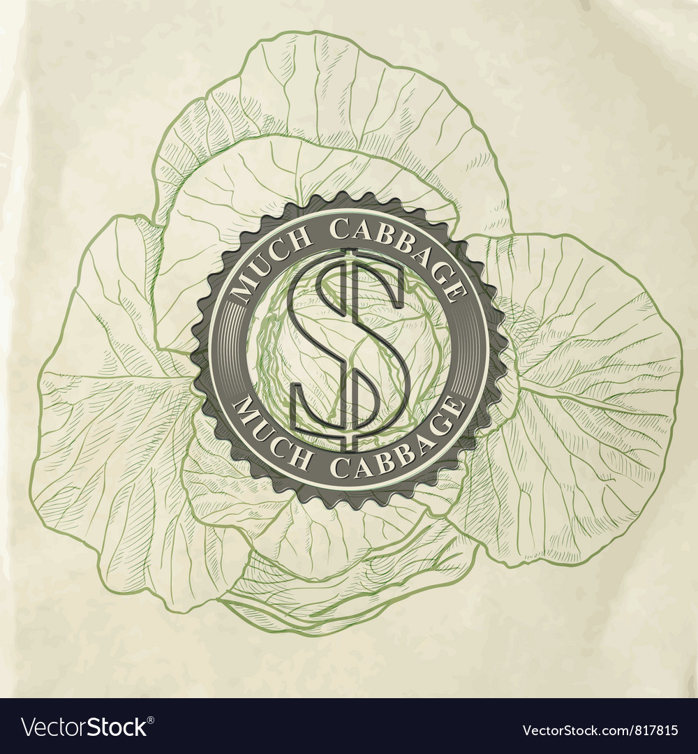 Cabbage Royalty Free Vector Image - VectorStock
