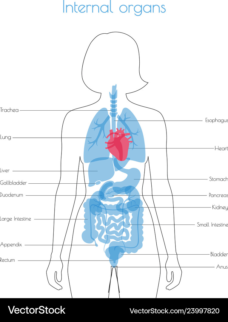 Human Internal Organs Anatomy Royalty Free Vector Image