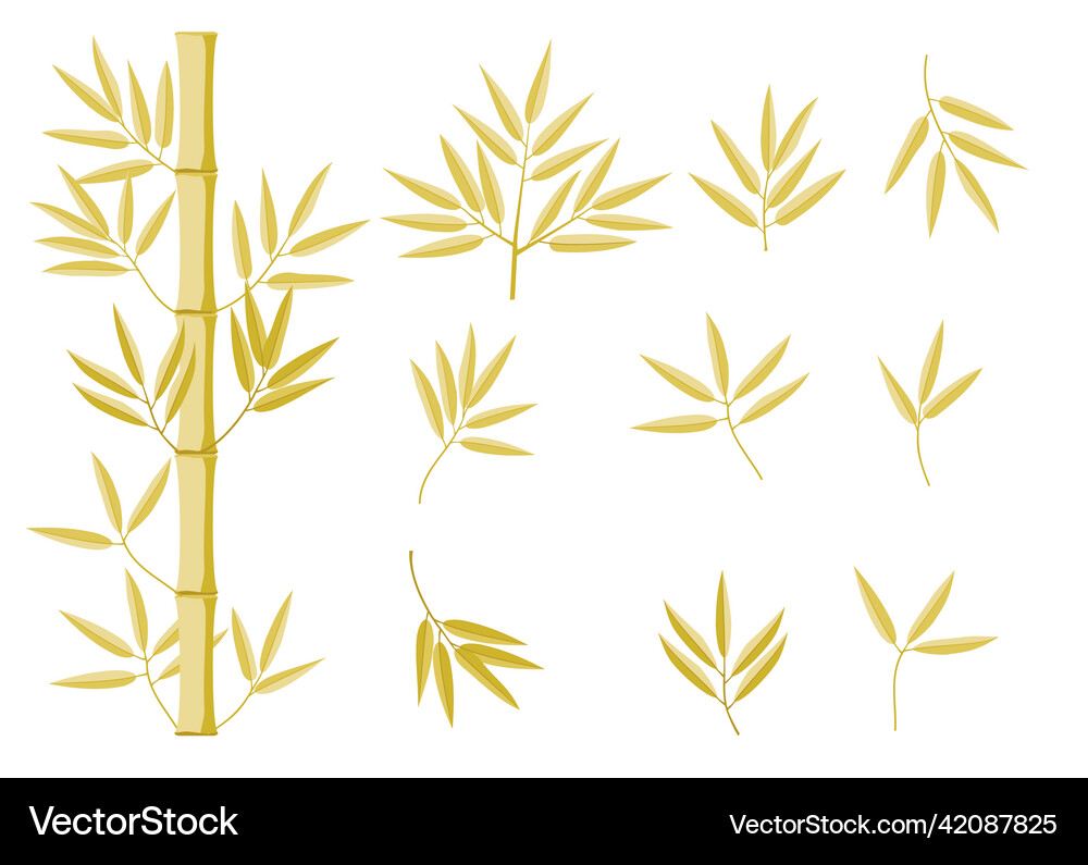Fresh bamboo leaves trunks and branches botanical Vector Image