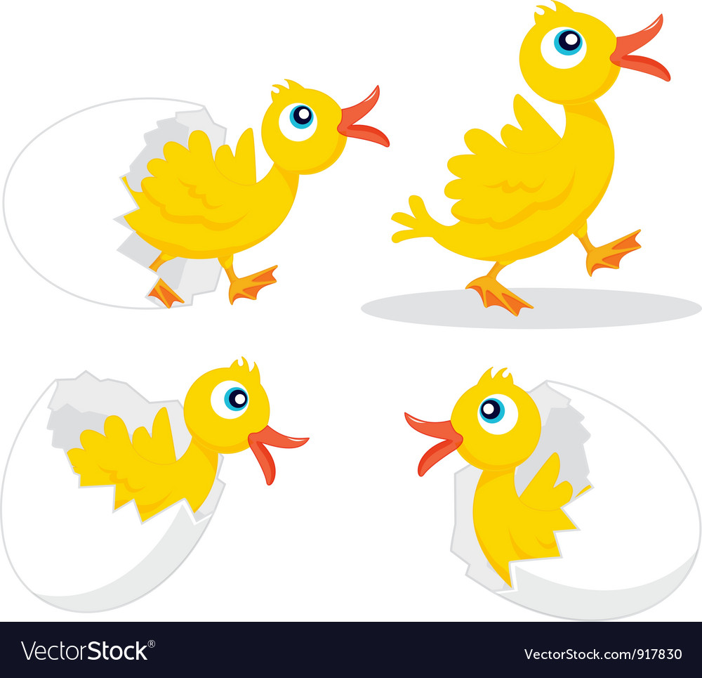 Four chicks Royalty Free Vector Image - VectorStock