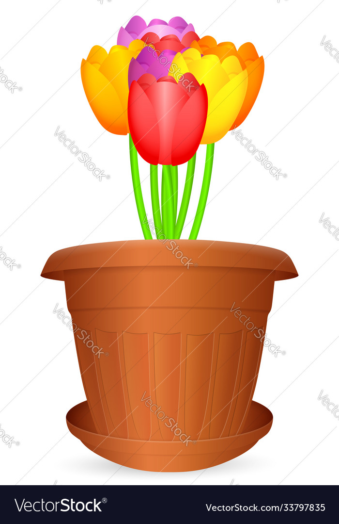 Flowerpot tulips Royalty Free Vector Image - VectorStock
