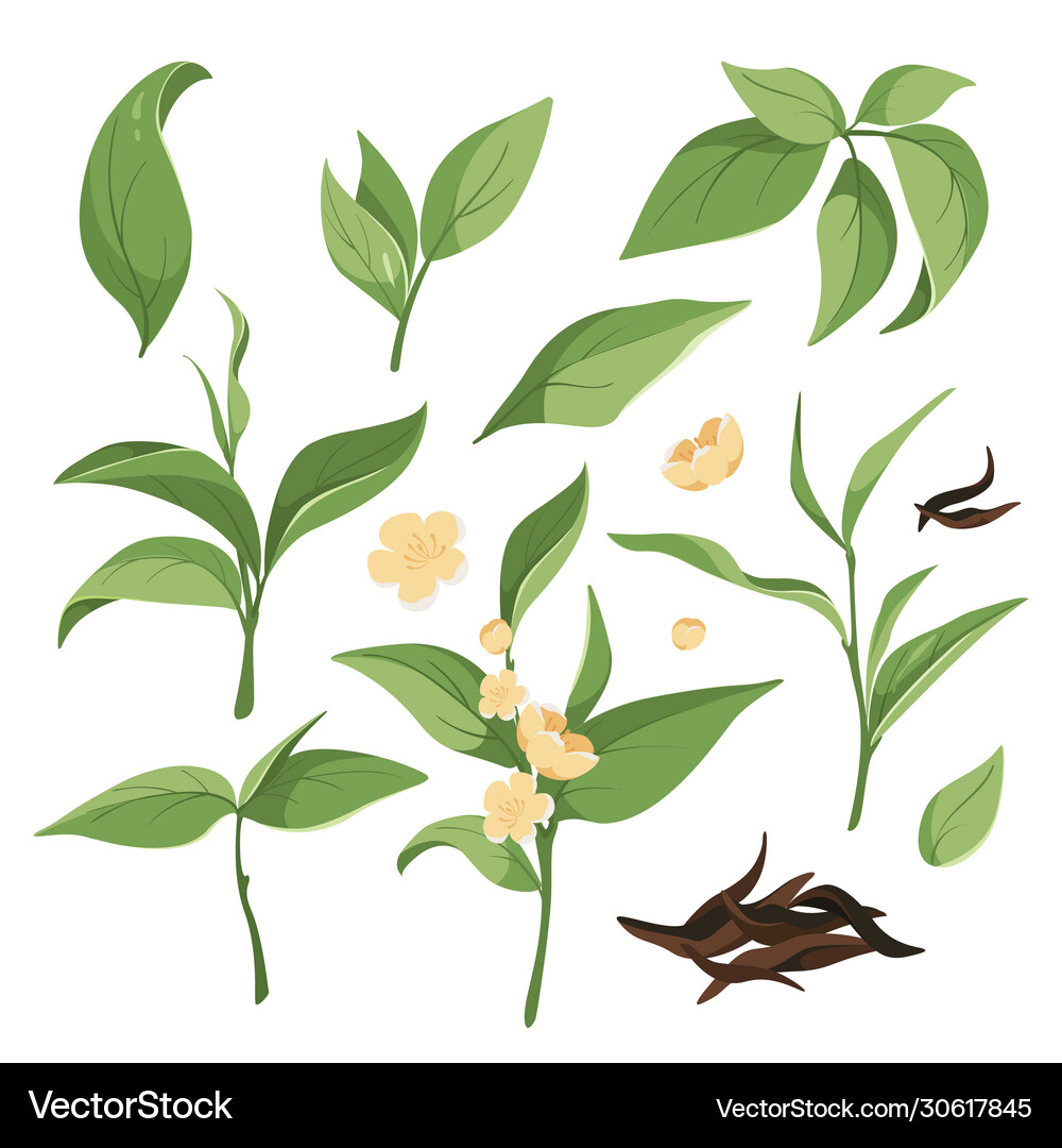 Collection green tea leaves flowering branches Vector Image