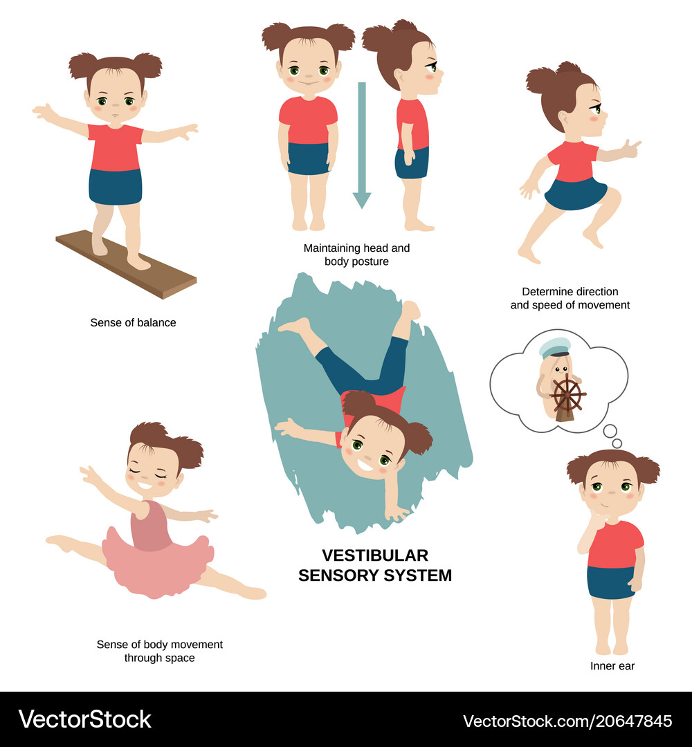 Vestibular System: Balance and Movement Royalty Free Vector