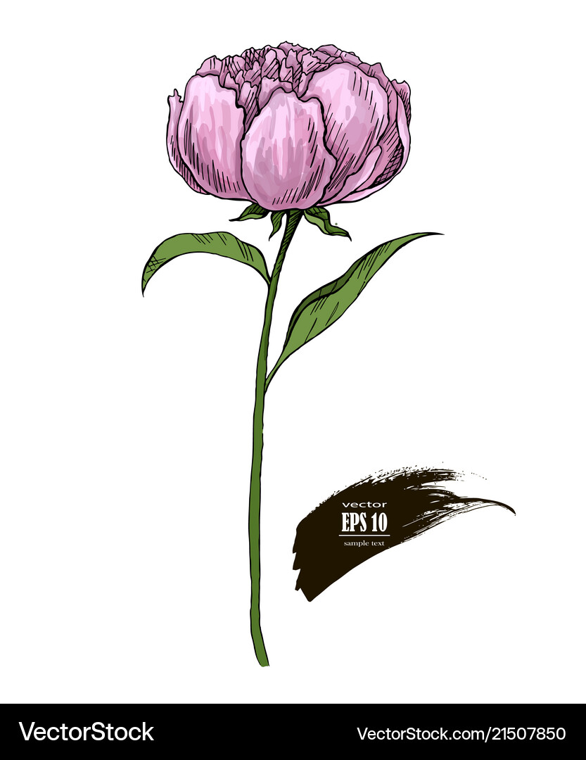 Pink peony colored sketch Royalty Free Vector Image