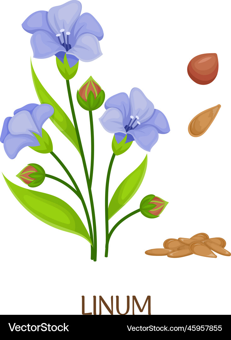 Linum botanical farm crop cereal Royalty Free Vector Image