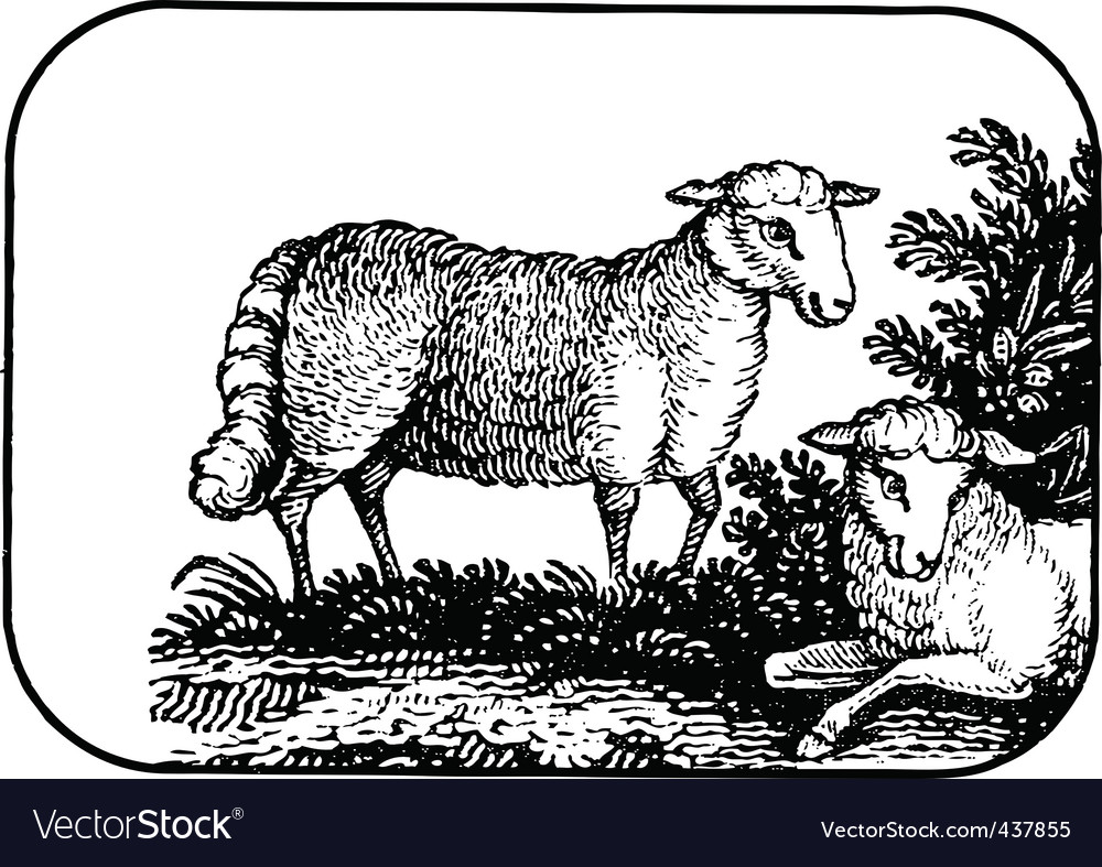 Sheep Royalty Free Vector Image - VectorStock