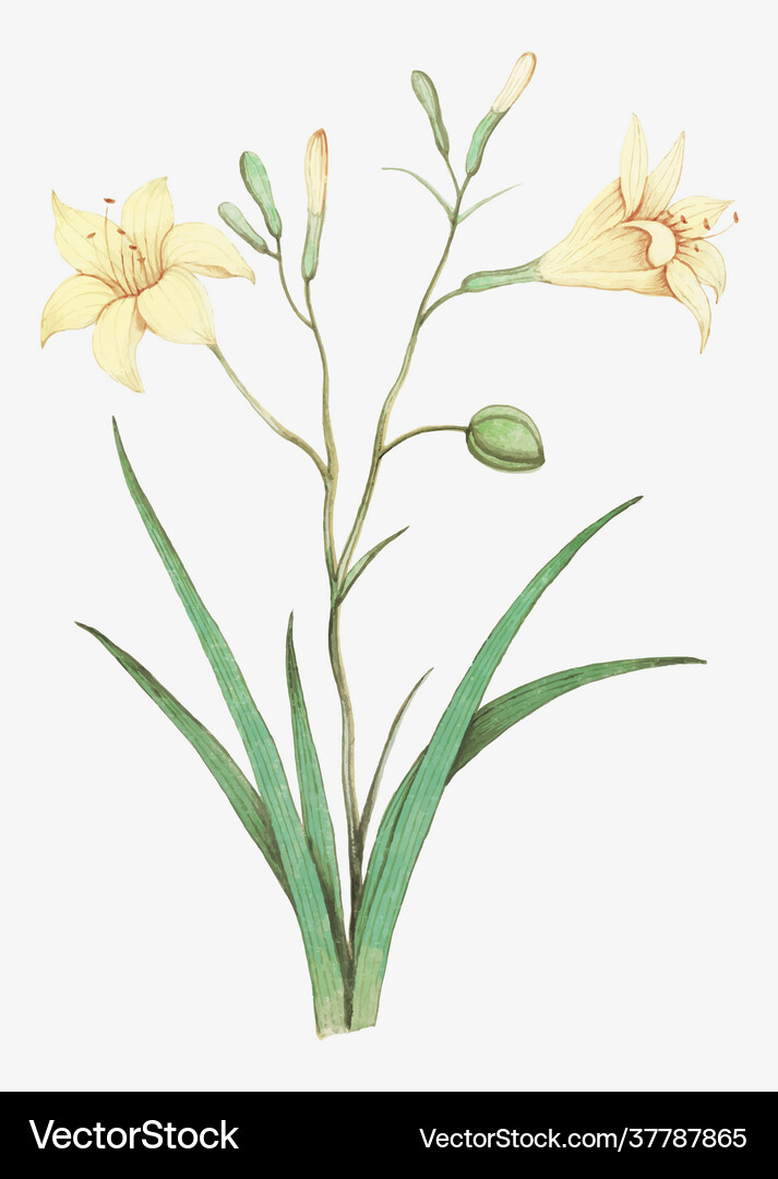 Yellow lily in vintage style Royalty Free Vector Image