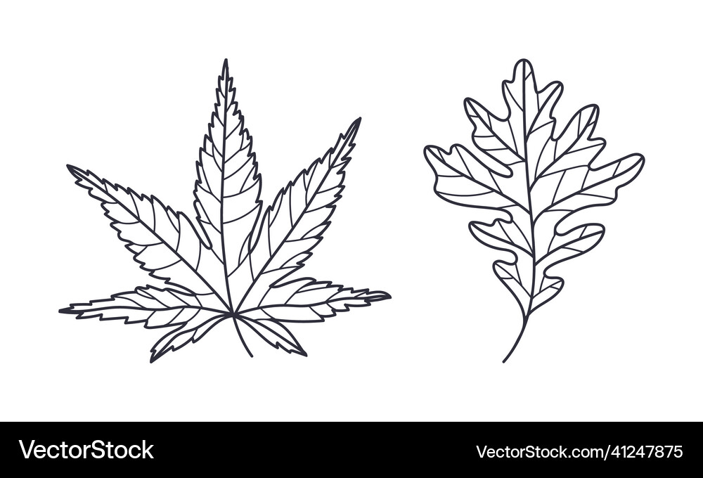 Hand drawn autumn leaf contour or outline Vector Image