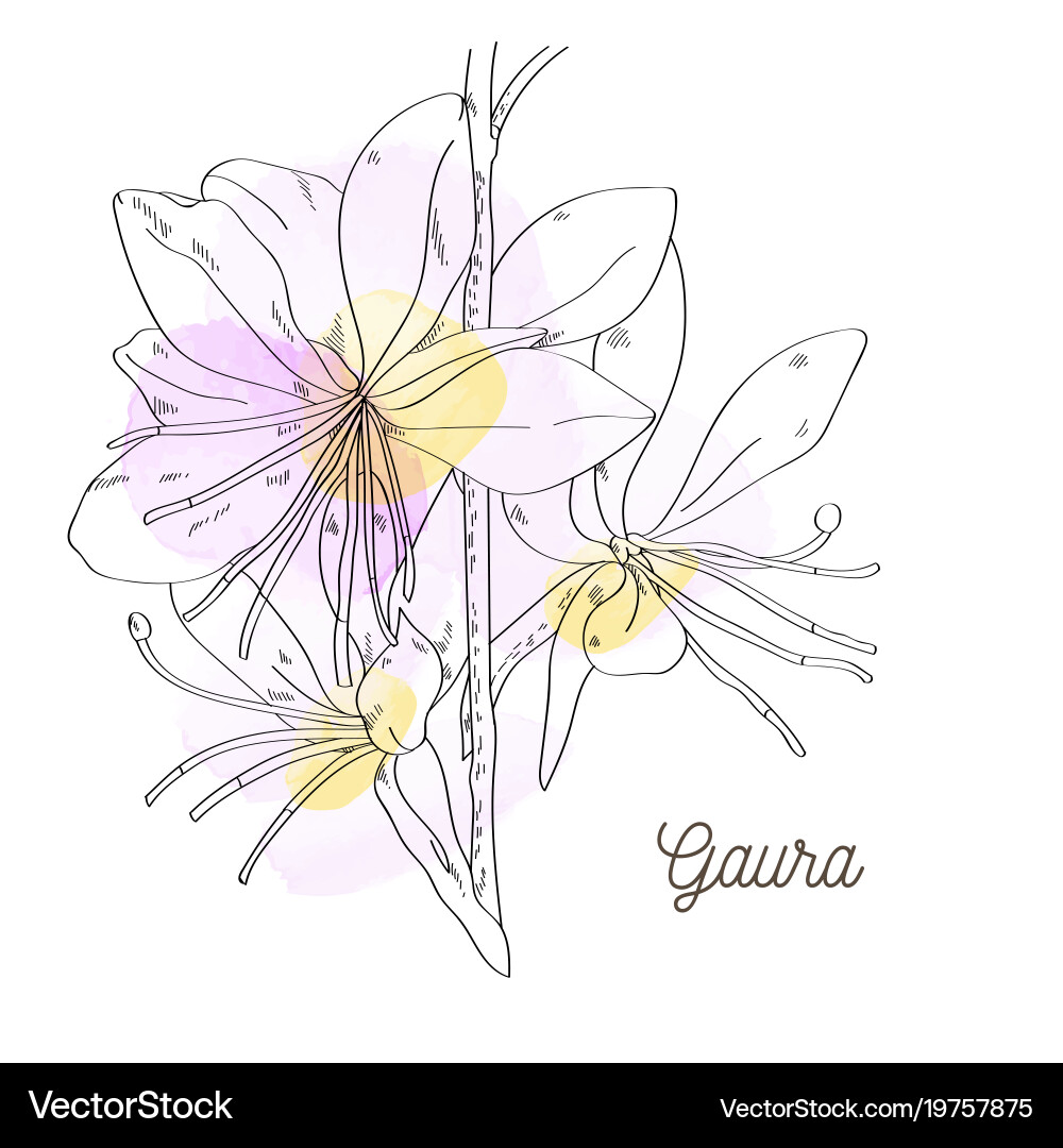 Pink beautiful gaura on white background Vector Image