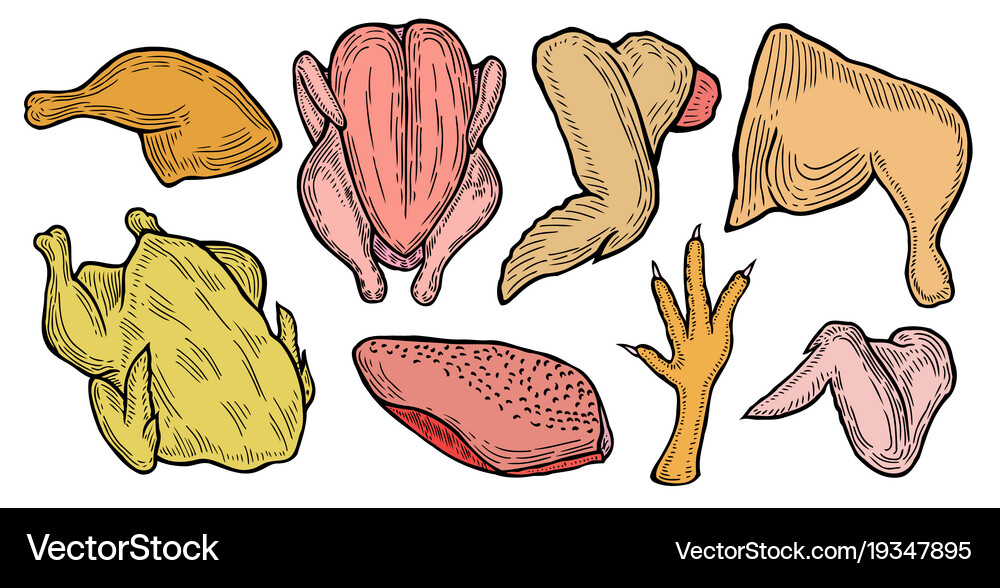 Chicken cuts hen parts Royalty Free Vector Image