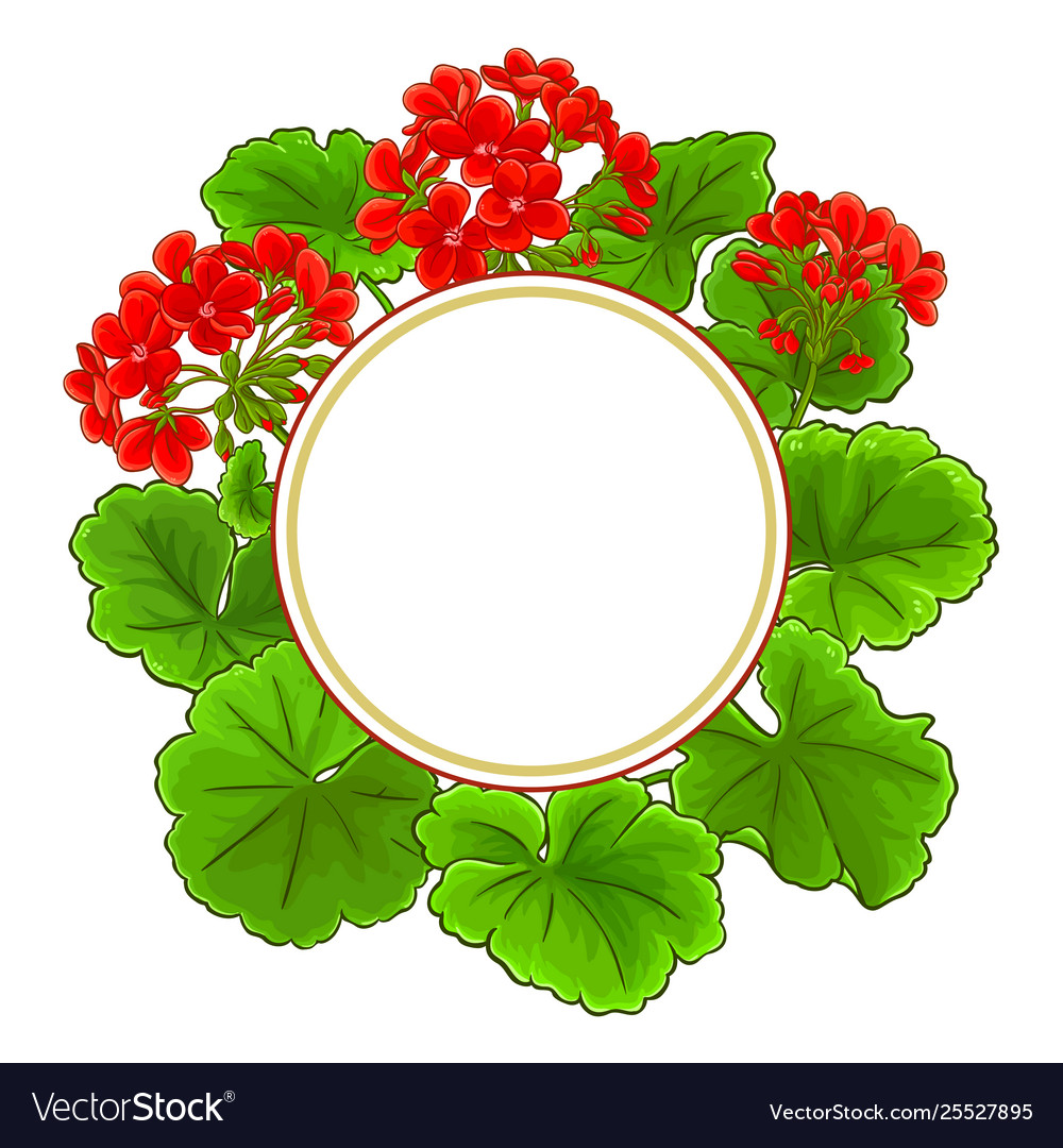 Geranium frame Royalty Free Vector Image - VectorStock