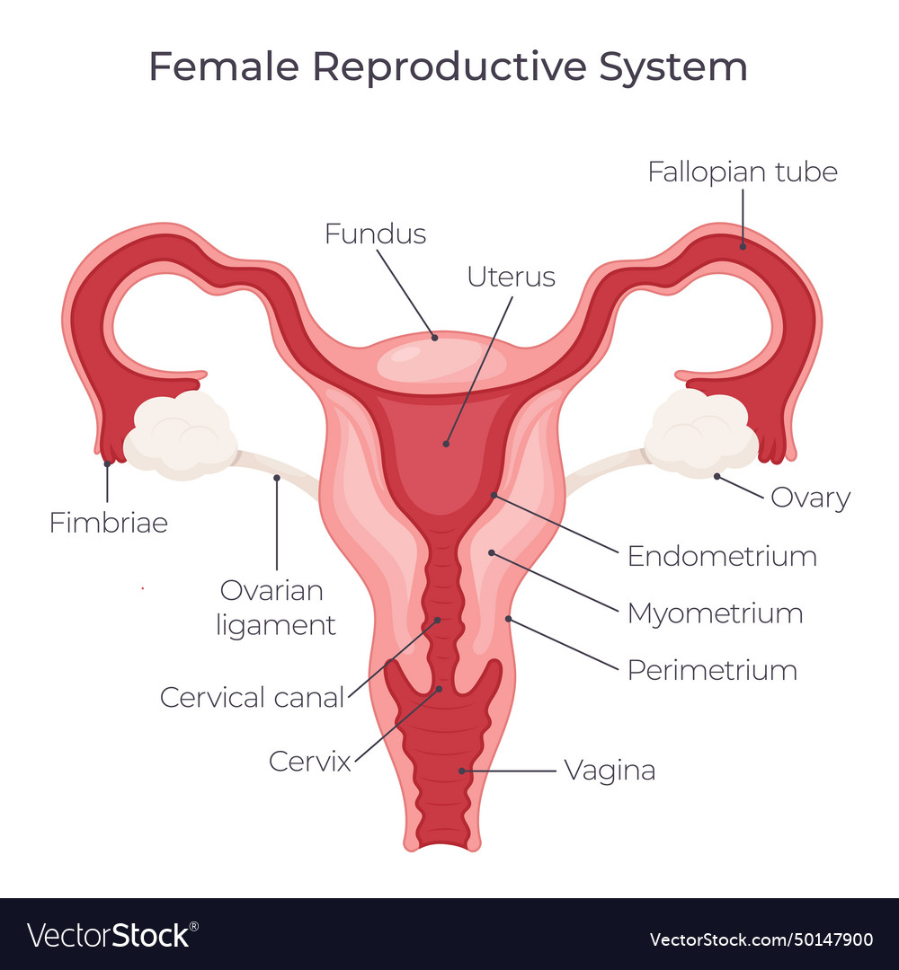 Female Anatomy Uterus Diagram