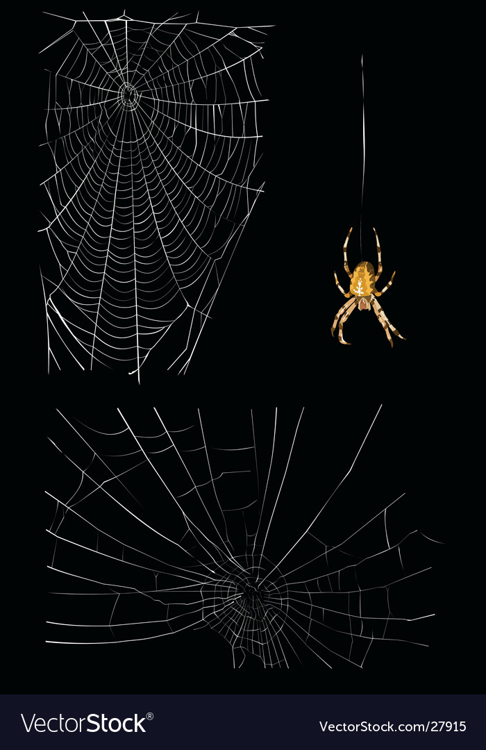 Spider web Royalty Free Vector Image - VectorStock
