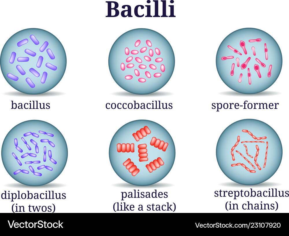 Arrangements bacillus in petri dish Royalty Free Vector