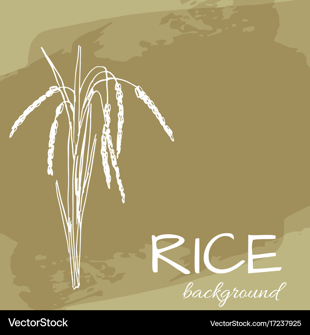 Background with rice logo hand-drawn plant Vector Image