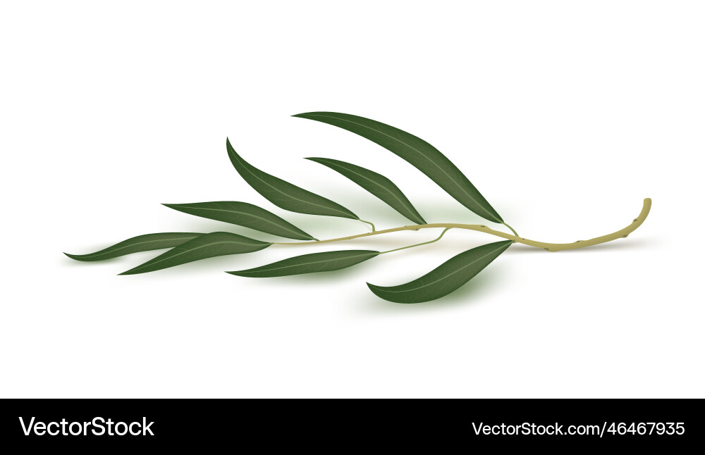 Fresh green olive branch isolated on white Vector Image