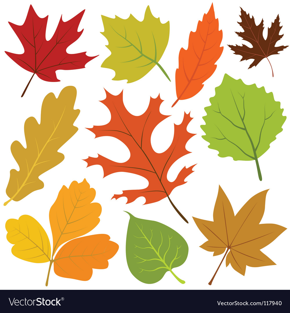 Autumn leaf Royalty Free Vector Image - VectorStock