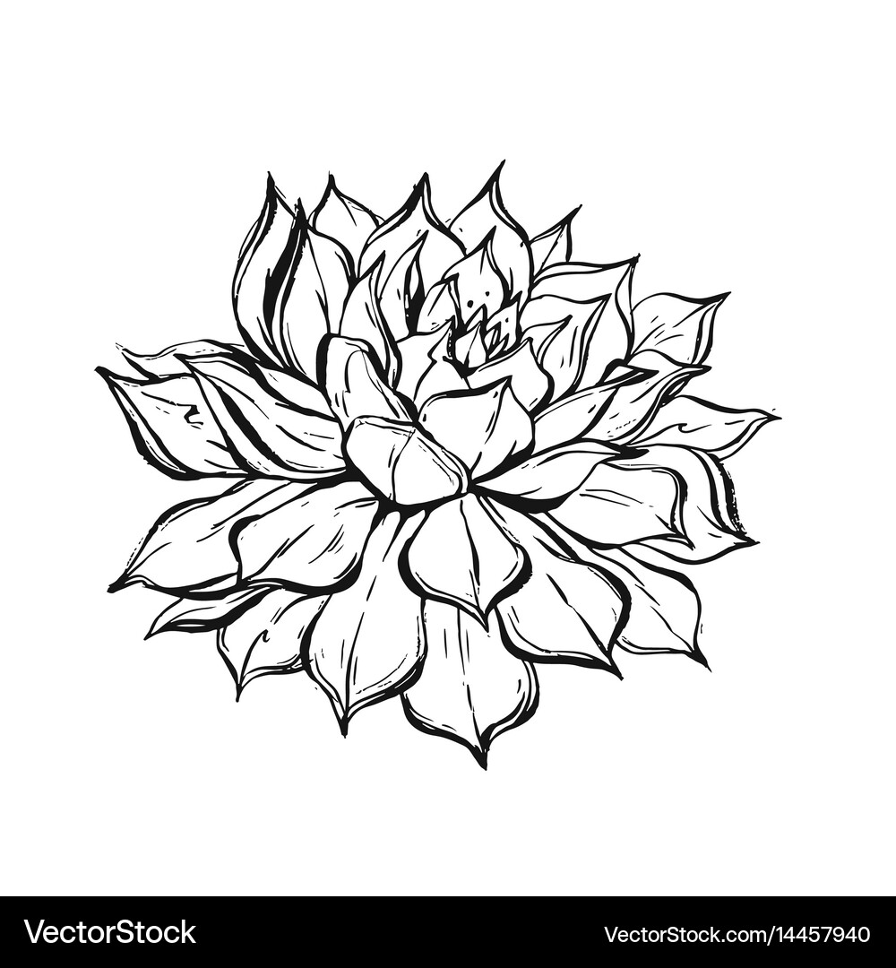 Hand drawn graphic ink sketch succulent Royalty Free Vector