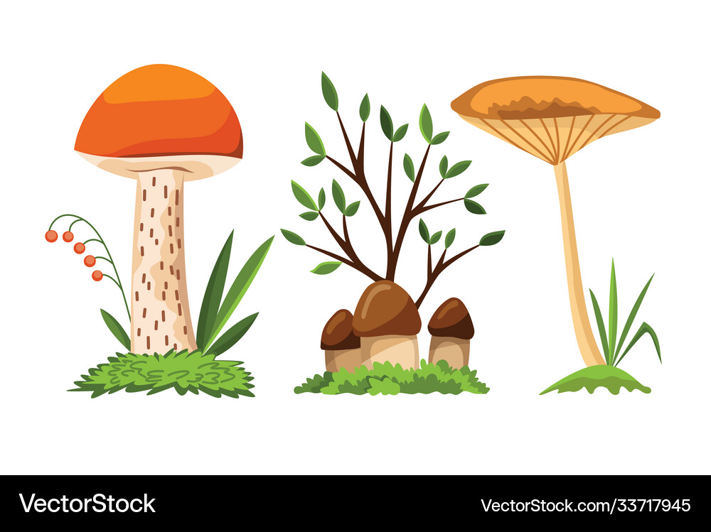 Mushroom and toadstool Royalty Free Vector Image