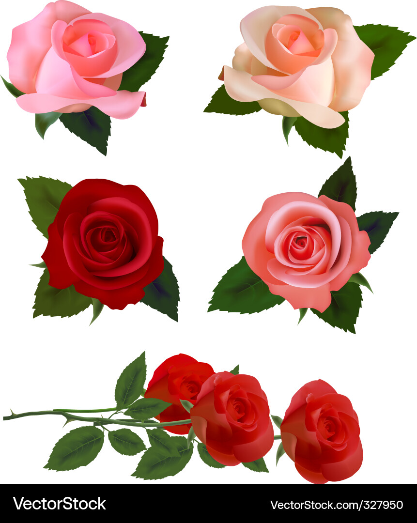 Big set with beauty roses Royalty Free Vector Image
