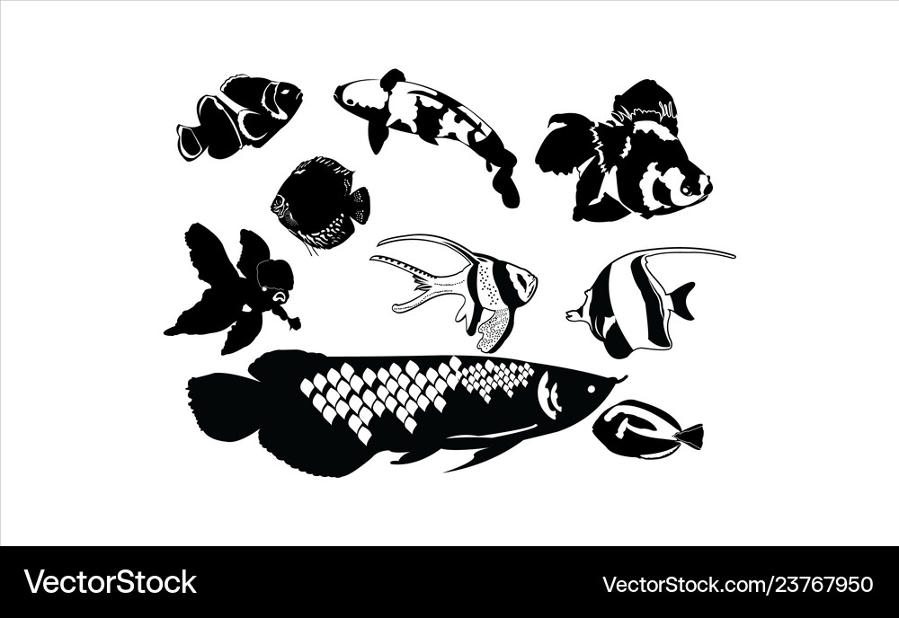 Freshwater ornamental decorative fish black Vector Image