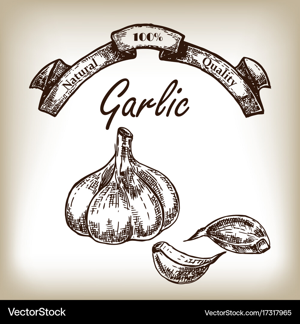Garlic hand drawn in sketch style Royalty Free Vector Image