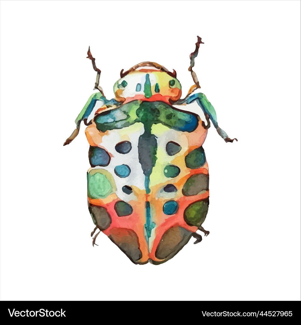 Green watercolor beetle Royalty Free Vector Image