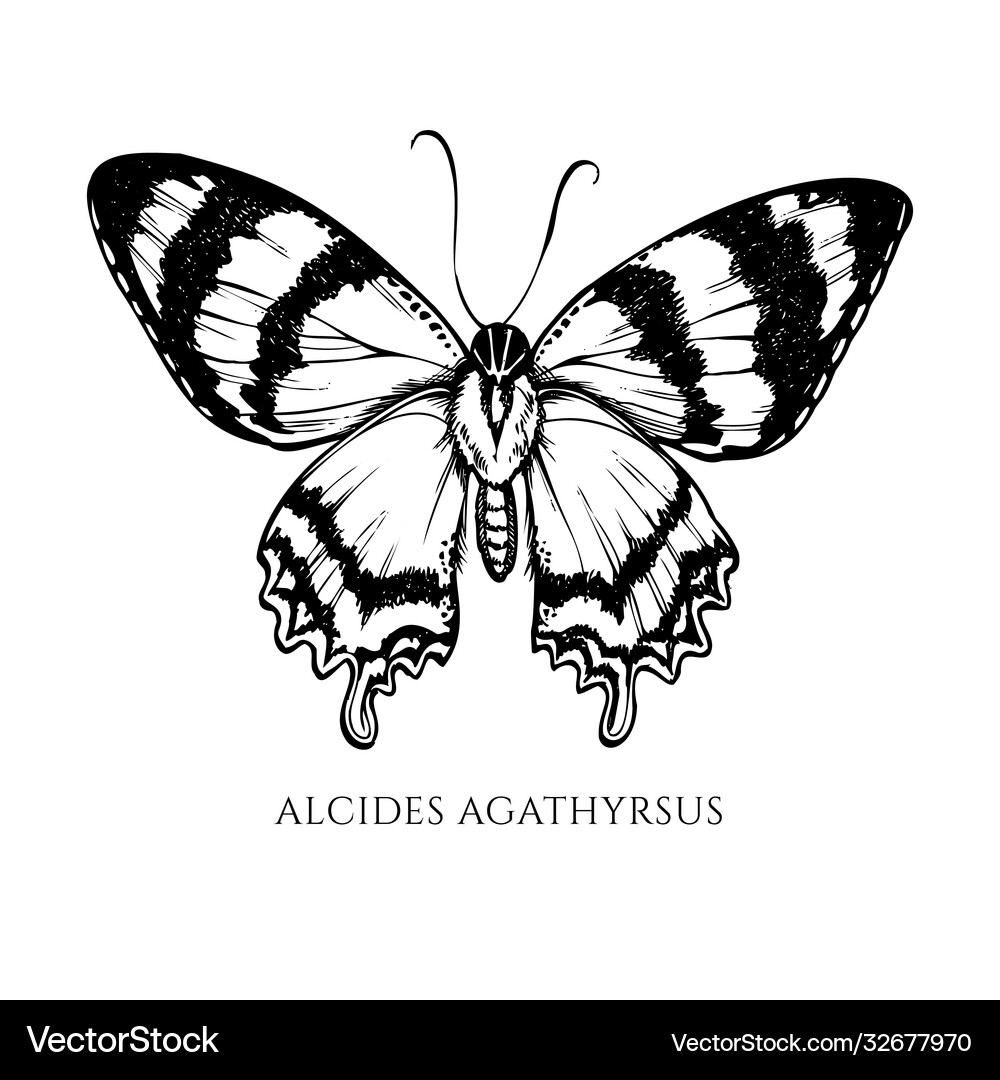 Set hand drawn black and white alcides Royalty Free Vector