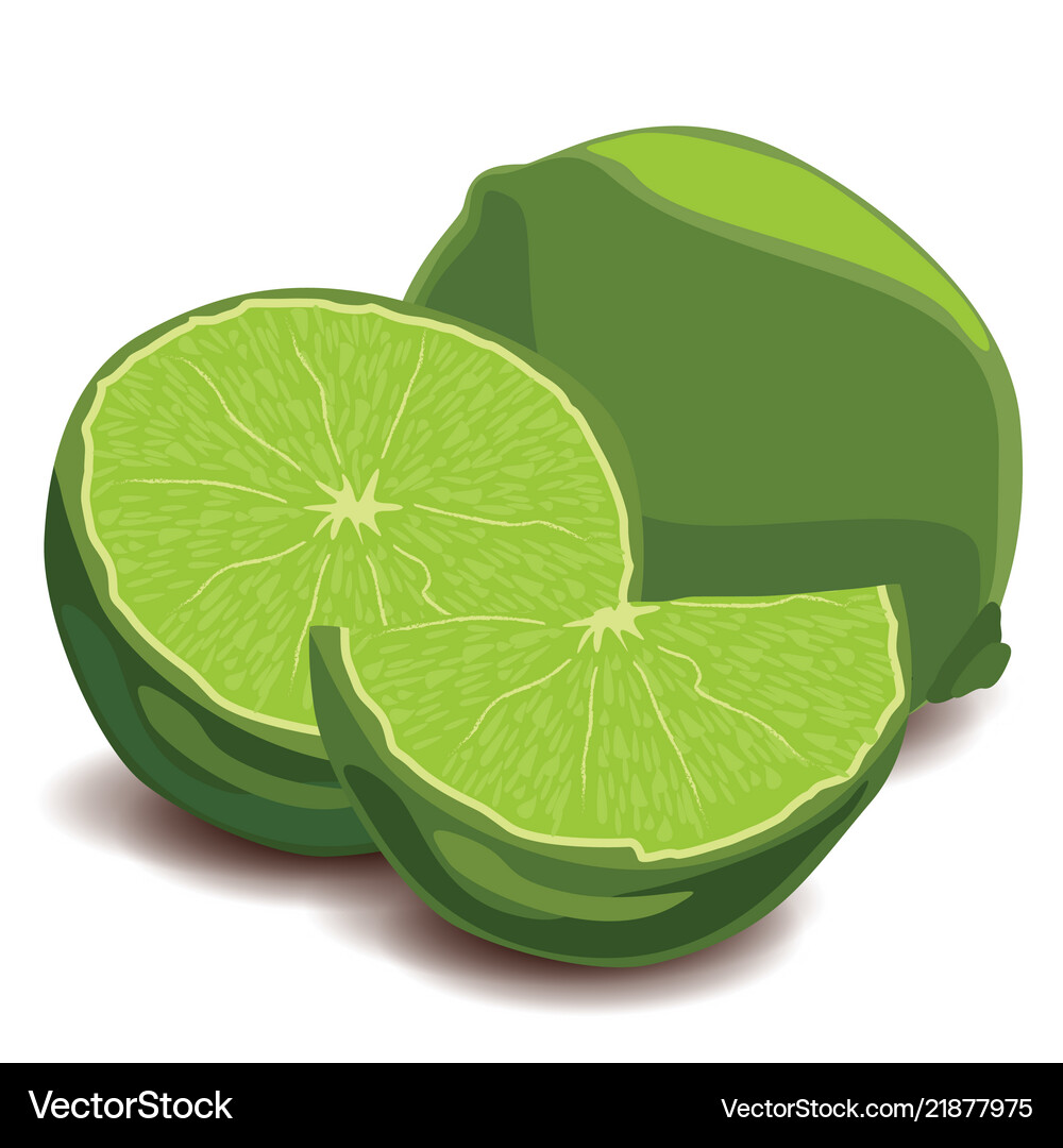 Fresh limes and lime slices on white background Vector Image