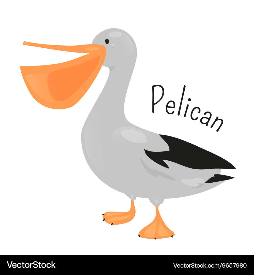 Cartoon pelican isolated on white Royalty Free Vector Image