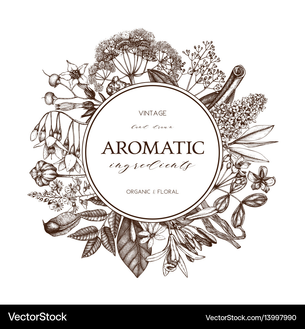Aromatic and medicinal plant design Royalty Free Vector