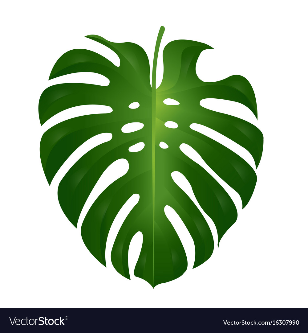 Monstera Leaf Agrohort ipb ac id