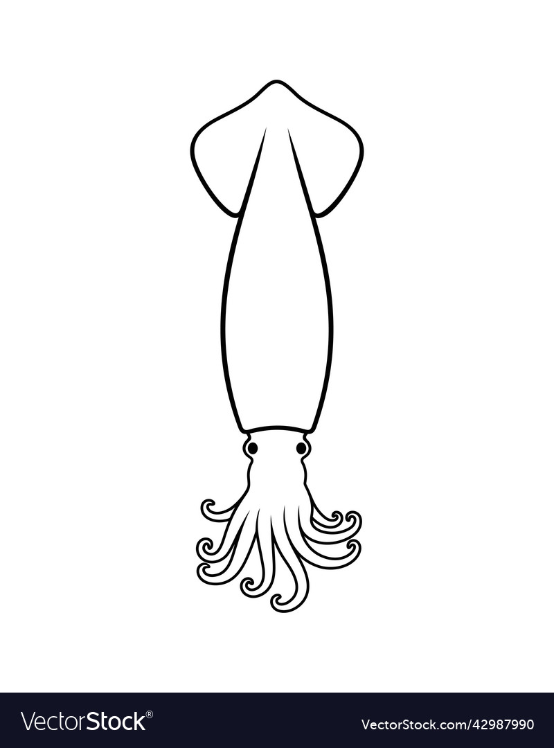 Squid Royalty Free Vector Image - VectorStock