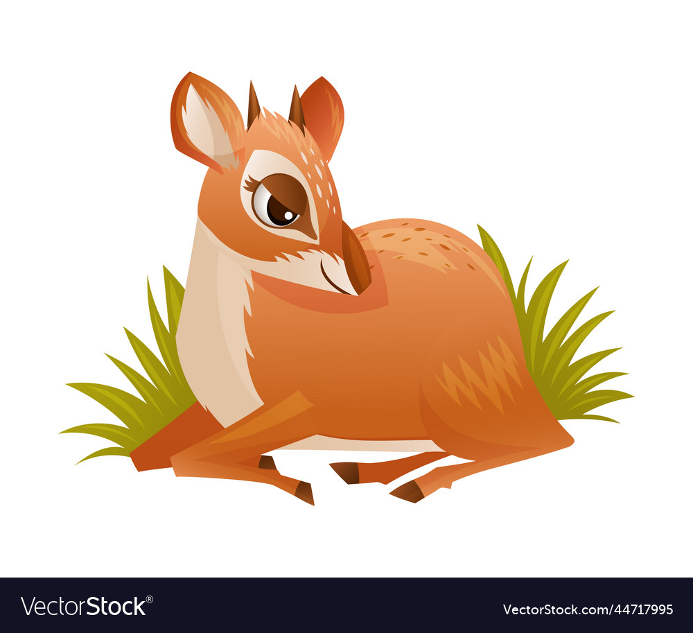 Brown dik-dik as african small antelope with horns