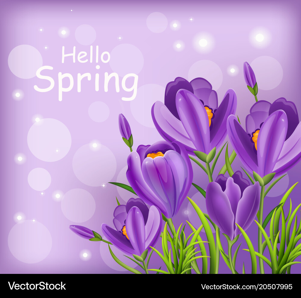 Crocus ultra violet flowers bouquet spring Vector Image