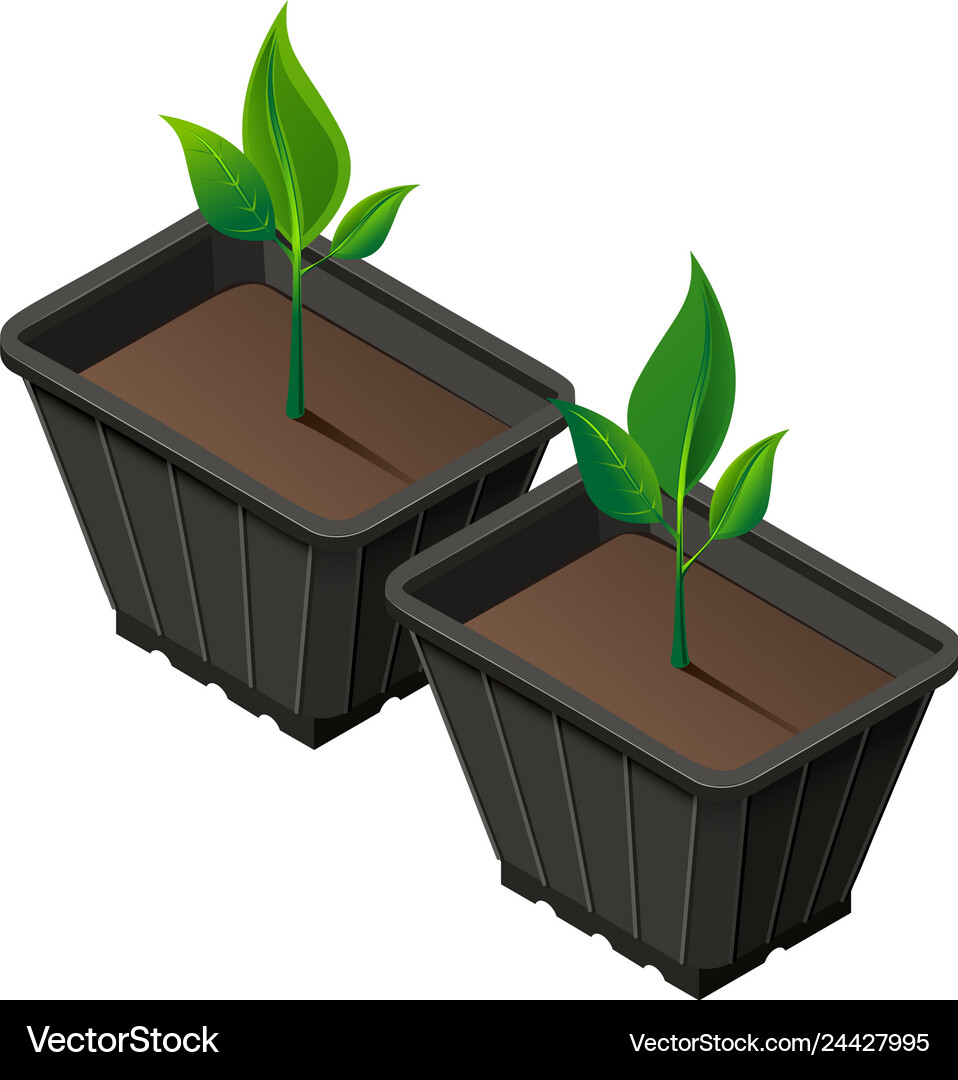 Div seedlings in plastic cup planting seedlings Vector Image