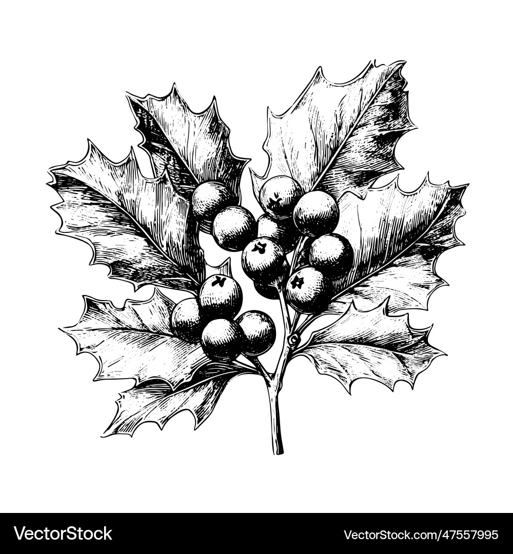 Holly drawing isolated hand drawn engraved style Vector Image
