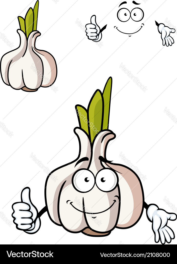 Cartoon whole fresh garlic bulb Royalty Free Vector Image