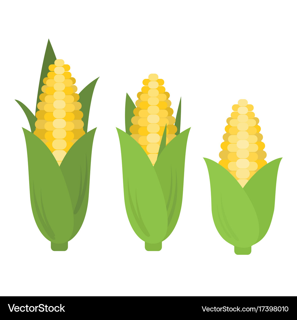 Corn in flat style Royalty Free Vector Image - VectorStock