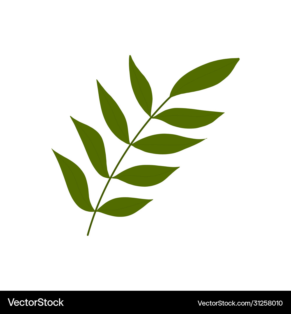 Leaves and flowers for design interior Royalty Free Vector