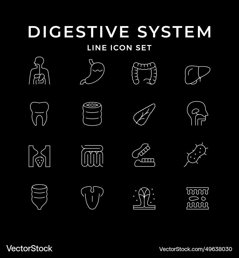 Set line icons of digestive system Royalty Free Vector Image
