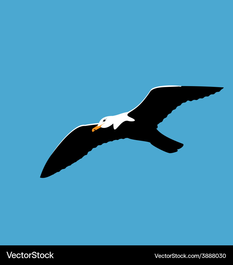 Soaring seagull in blue sky seabird isolated Vector Image