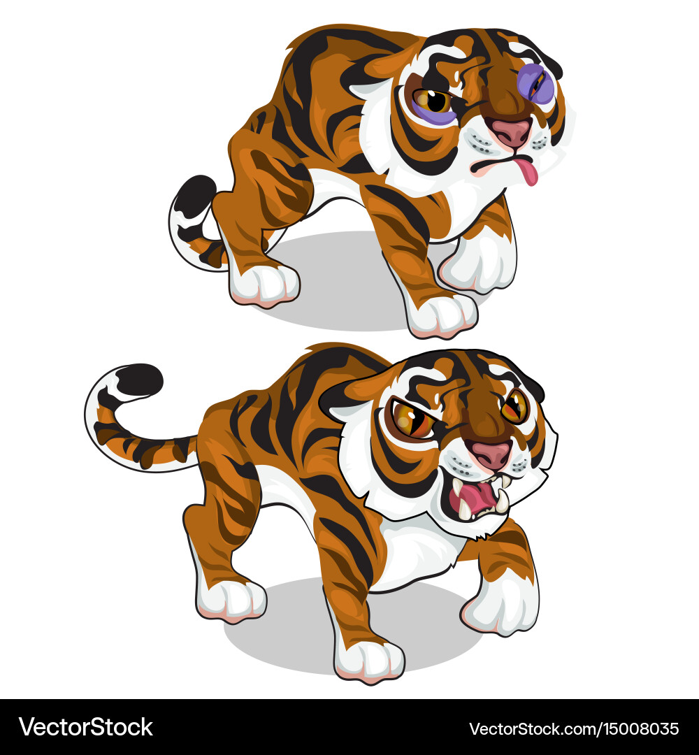 Aggressive tiger and tiger with a bruise Vector Image