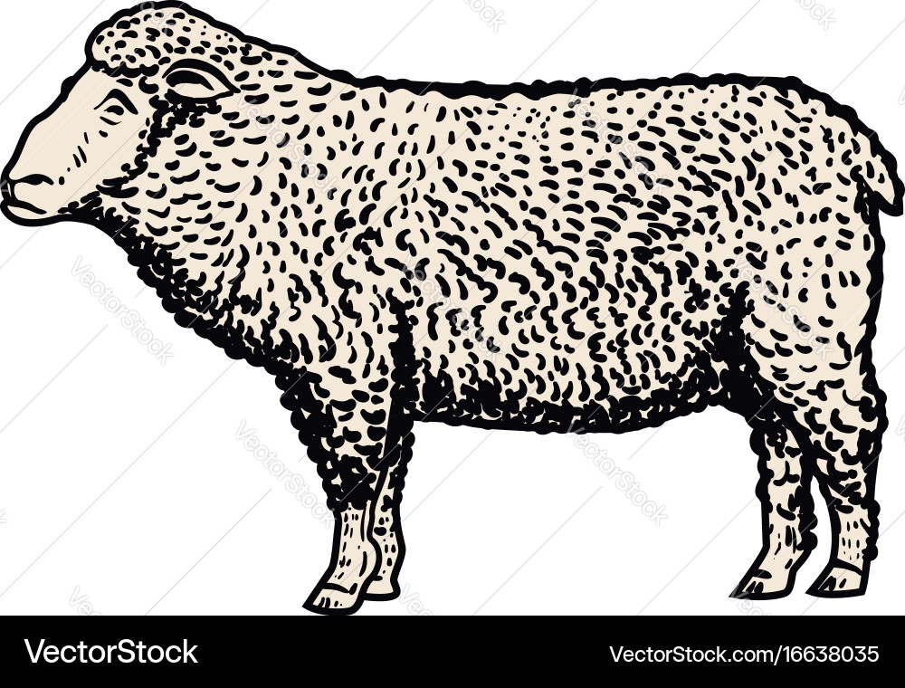 Sheep isolated on white background Royalty Free Vector Image