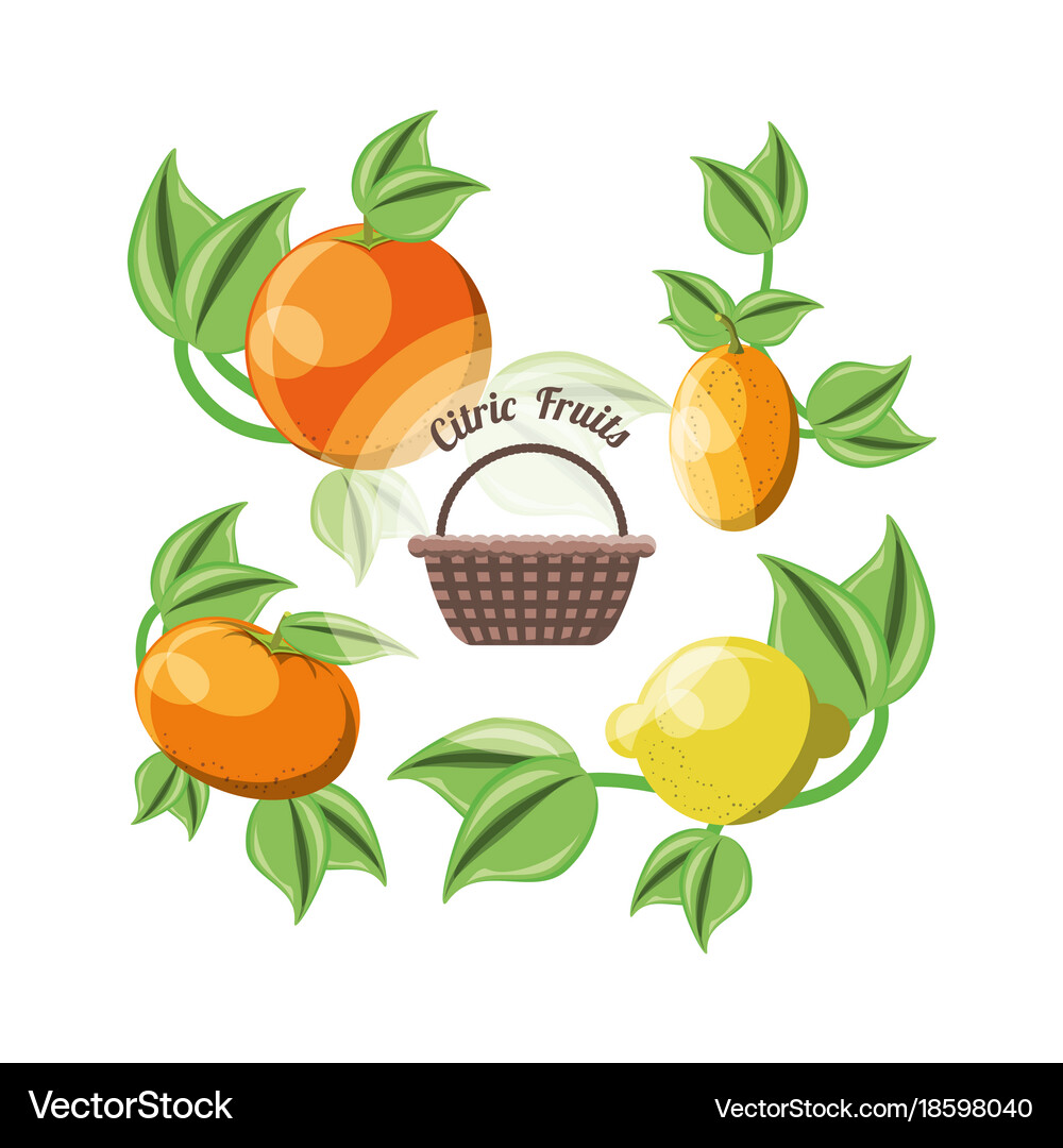 Citric fruits design Royalty Free Vector Image