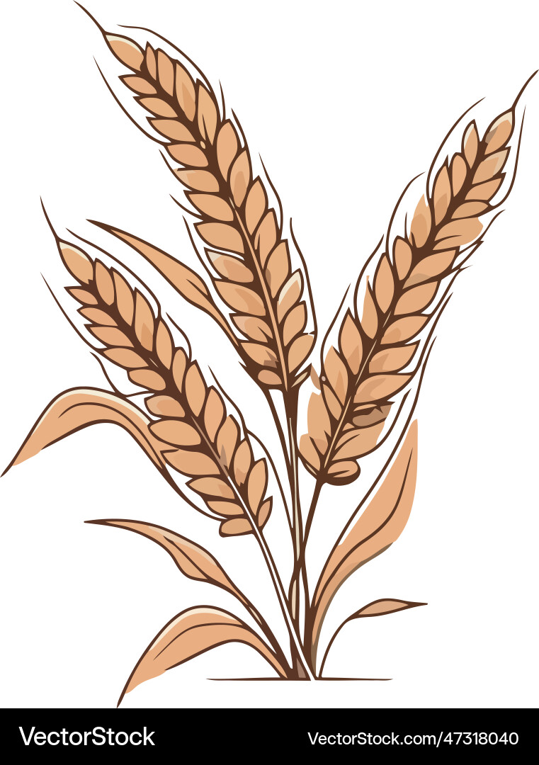 Golden wheat and barley Royalty Free Vector Image